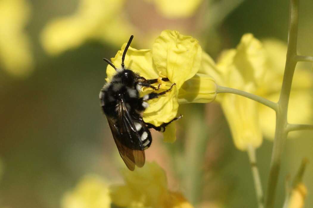 “Conosciamo gli insetti impollinatori”, al via una due giorni per la tutela di api e farfalle ...